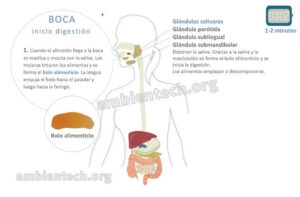 Qué es el bolo alimenticio: todo lo que necesitas saber para una buena ...