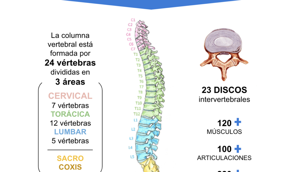 Descubre las diferentes partes de tu espalda y cómo mantenerlas en ...