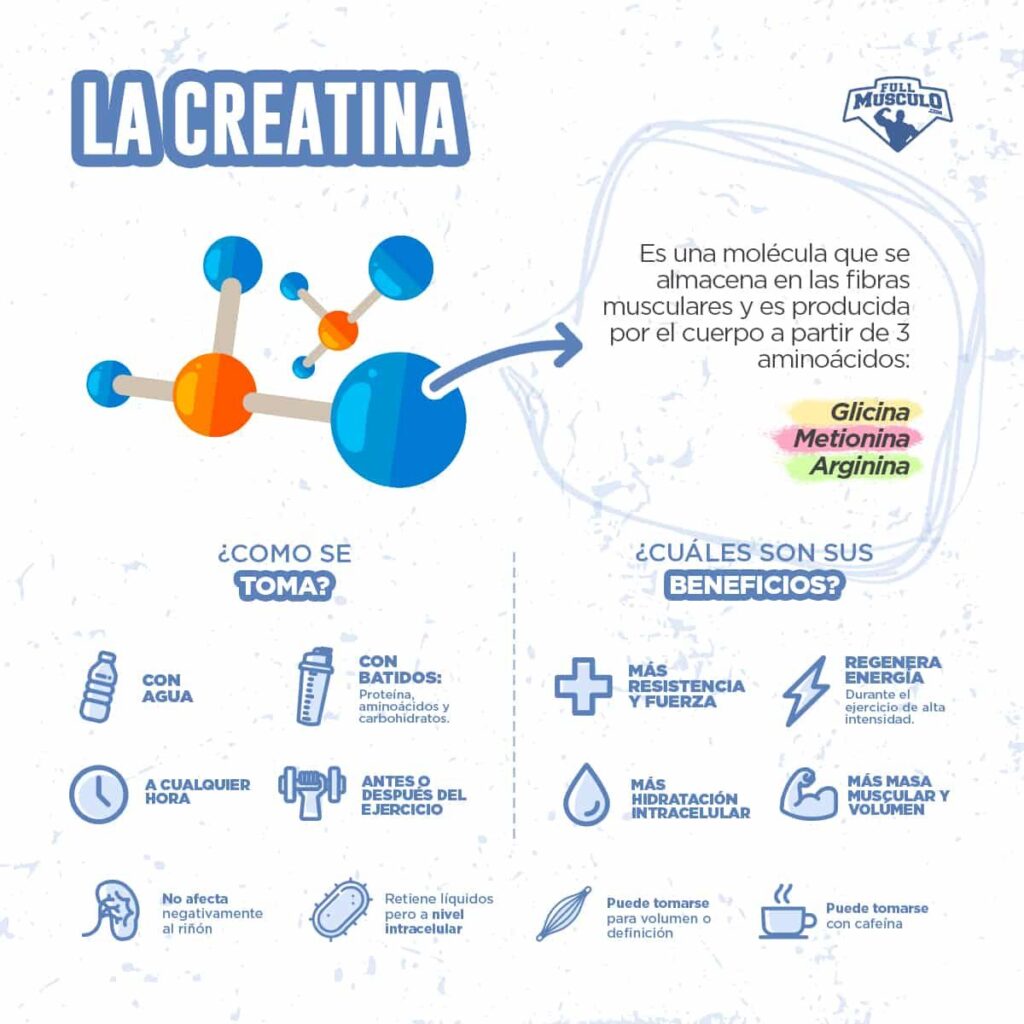 La creatina endógena: todo lo que debes saber sobre la producción ...
