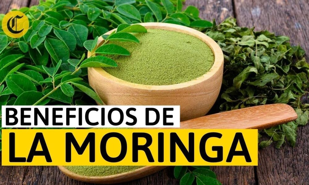 Descubre los sorprendentes beneficios y propiedades de la moringa para ...