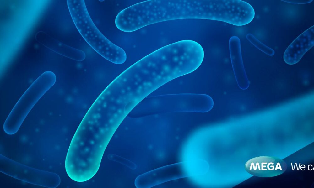 ¿Qué hacen los probióticos? Descubre los beneficios de incluirlos en tu ...