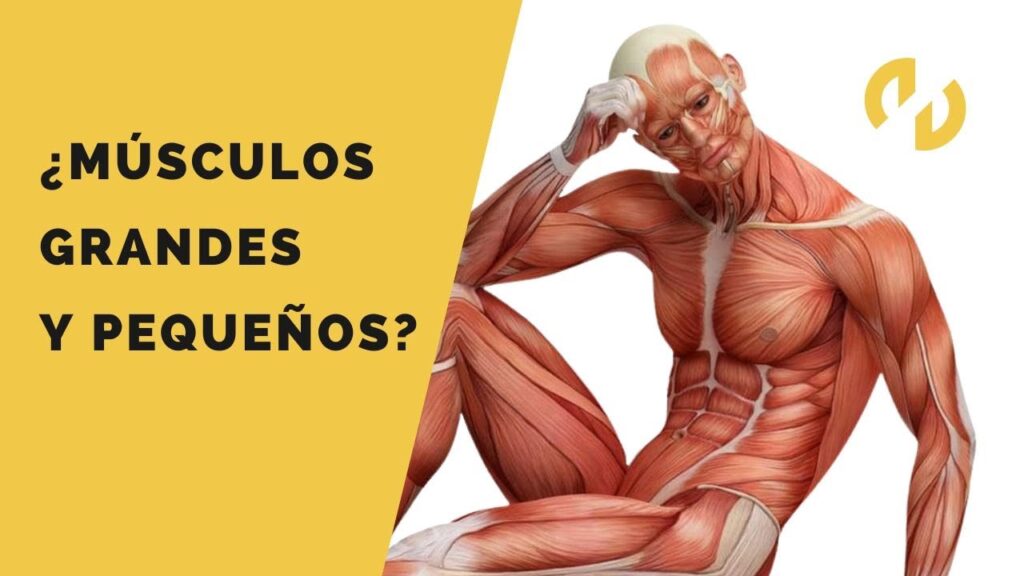 Trabaja eficazmente tu tríceps: conoce sus características y ejercicios ...