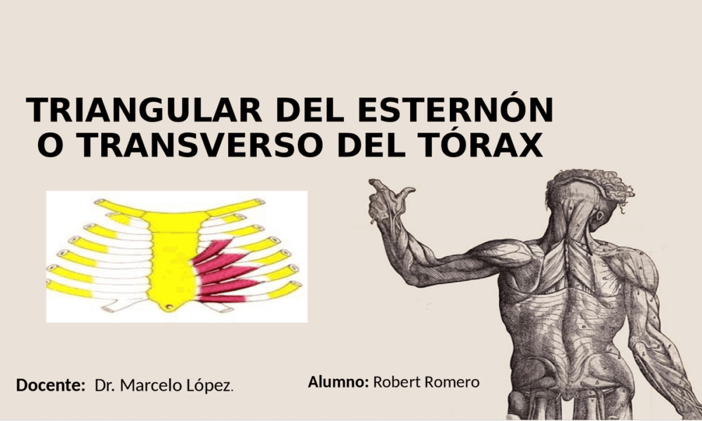 Todo lo que debes saber sobre el músculo triangular del esternón ...