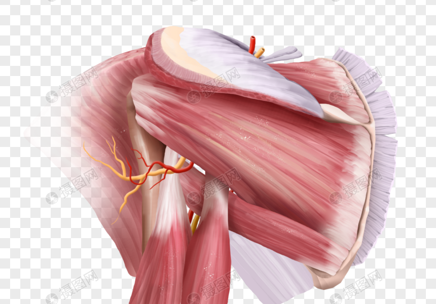 Todo lo que necesitas saber sobre la anatomía y los músculos del hombro ...