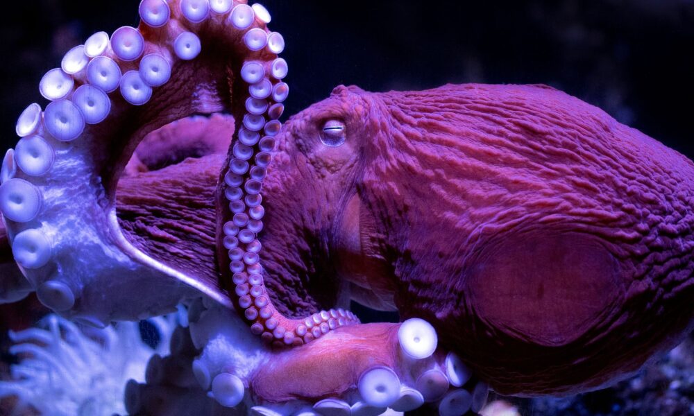 Descubre todo lo que necesitas saber: ¿Qué es el pulpo? - Es Nutrición