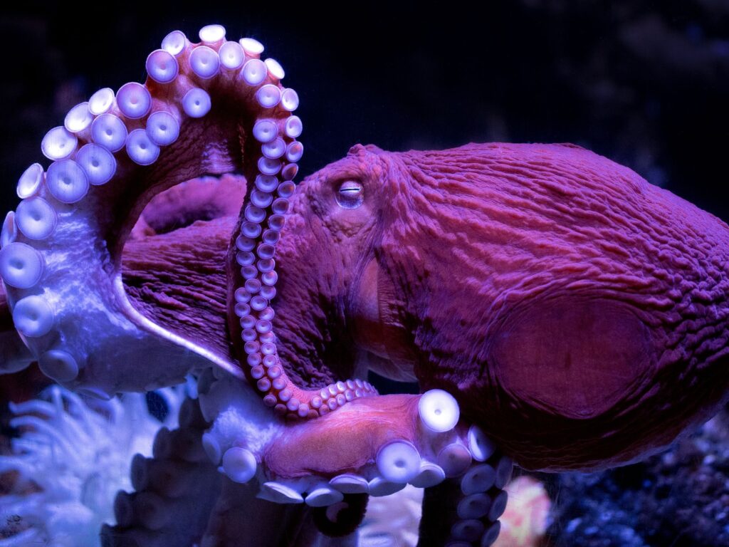 Descubre todo lo que necesitas saber: ¿Qué es el pulpo? - Es Nutrición